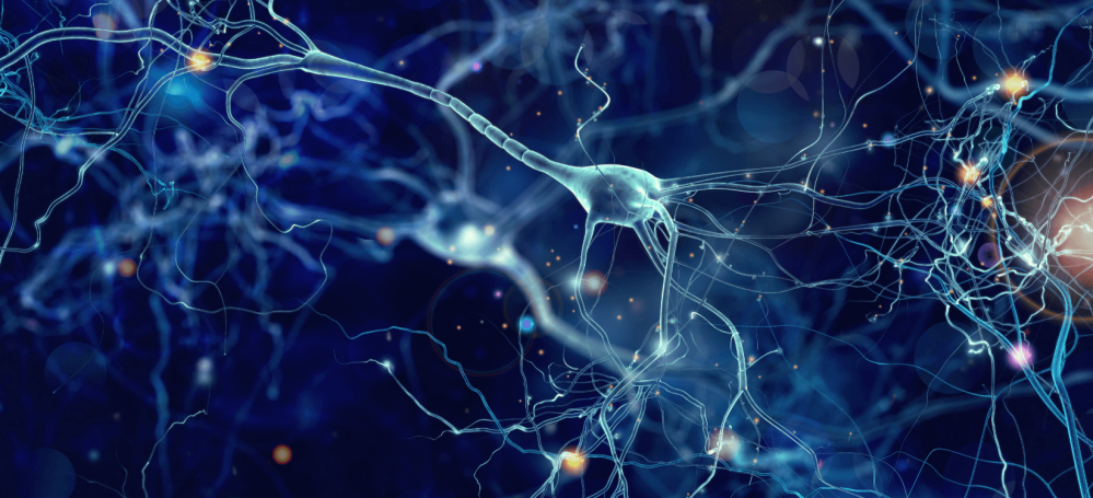 The Brain - Muscle Connection – BSc